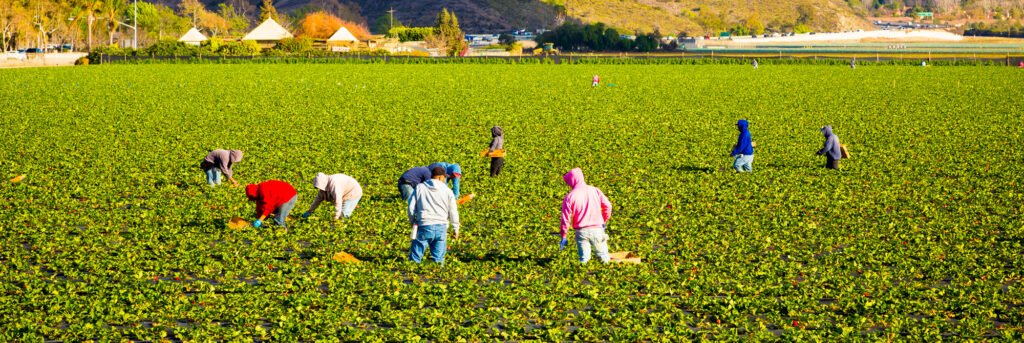 Seasonal Farm Work - Study Abroad Recruitment